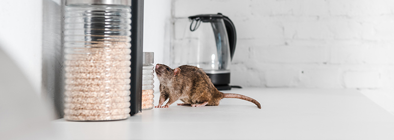 Professional Pest Control Control & Exterminators In Lakeland FL ...